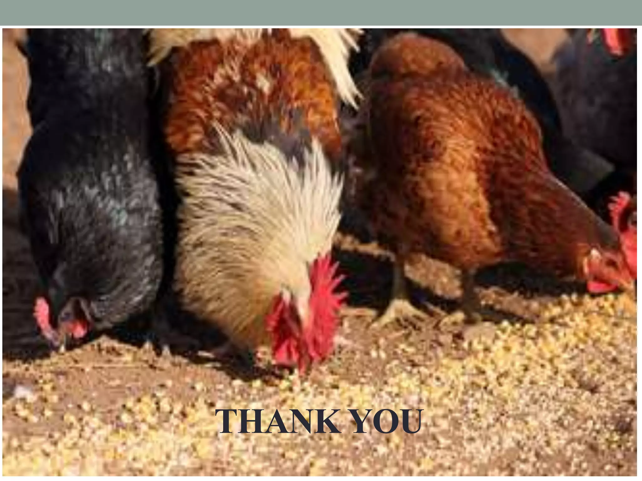 Types and forms of feed and feeding methods in poultry | PPTX