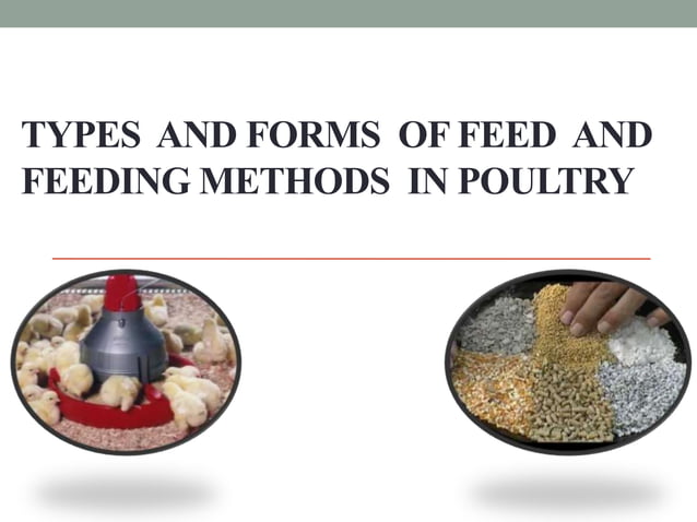 Types and forms of feed and feeding methods in poultry | PPTX