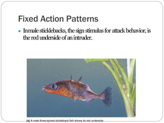 Types Animal Behavior.pptx