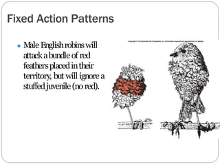 Types Animal Behavior.pptx