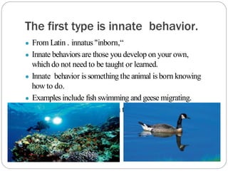 Instinctive Behavior In Animals