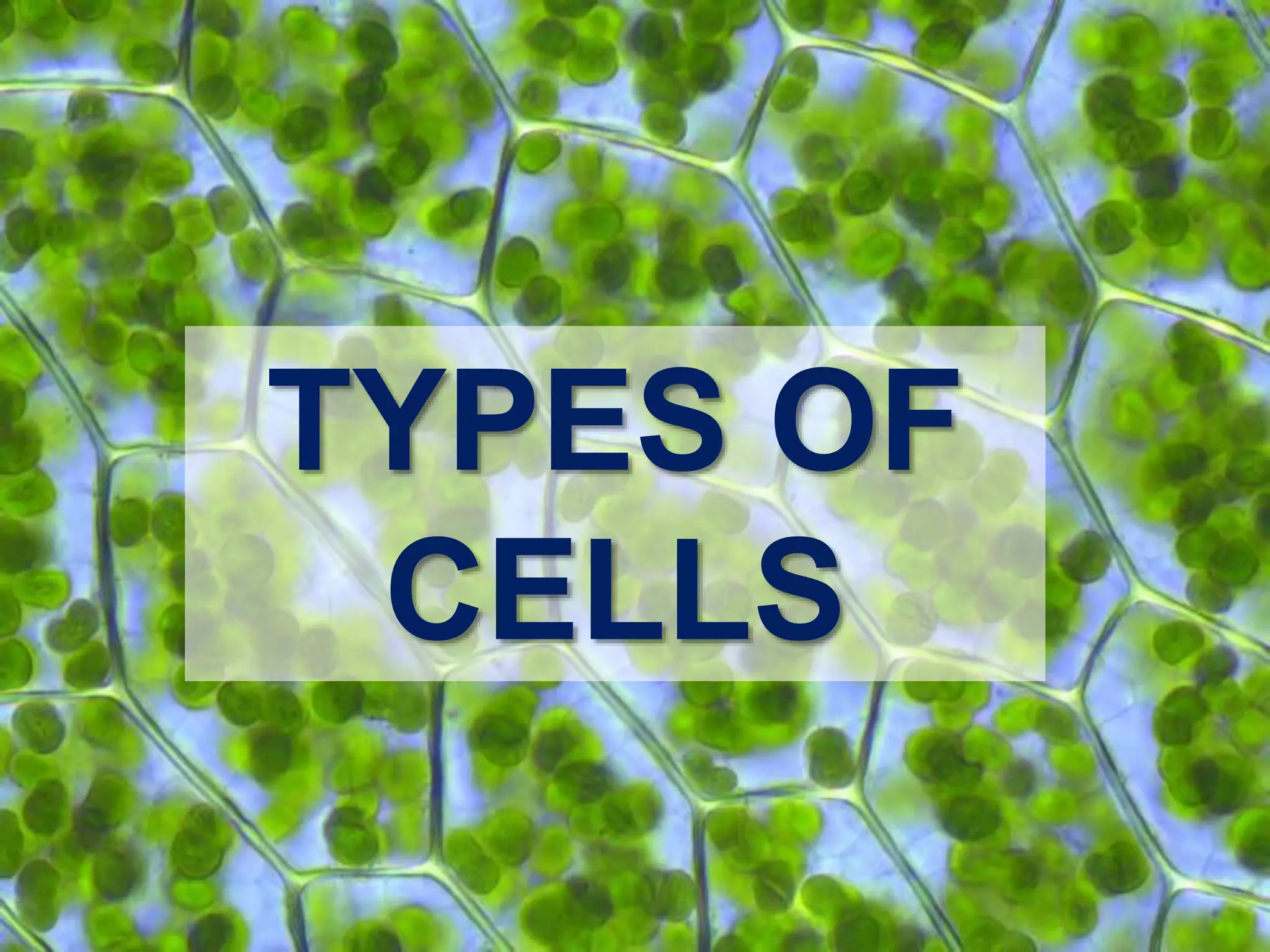 Types of cells | PPTX