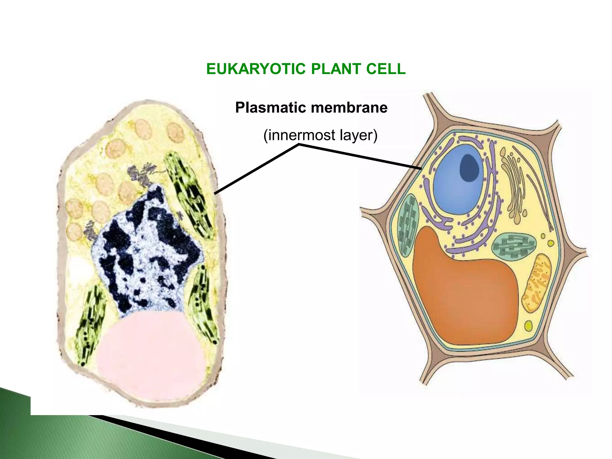 Types of cells | PPTX