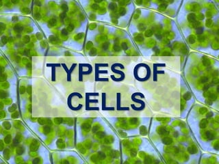 Types of cells | PPTX