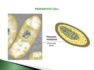 Types of cells | PPTX