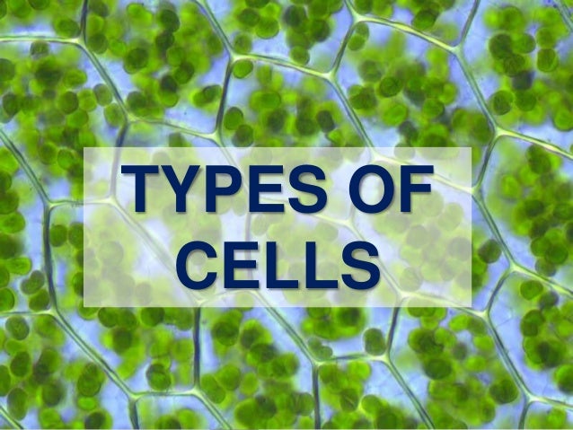 Types of cells