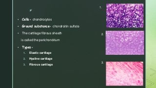 Types and Function of Connective Tissue | PPTX