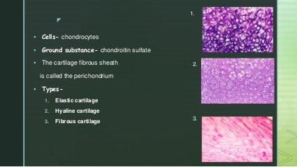 Types and Function of Connective Tissue | PPTX