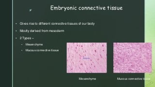 Types and Function of Connective Tissue | PPTX