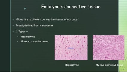 Types and Function of Connective Tissue | PPTX