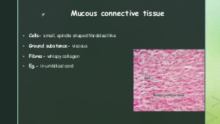 Mucous Connective Tissue Umbilical Cord