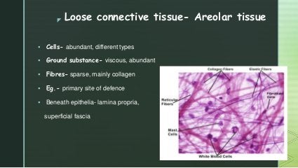 Types and Function of Connective Tissue | PPTX