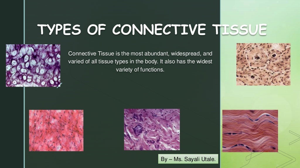 Types and Function of Connective Tissue | PPTX