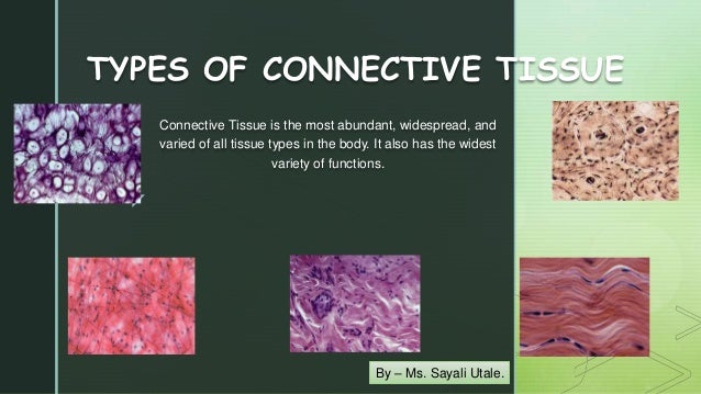 Types and Function of Connective Tissue | PPTX