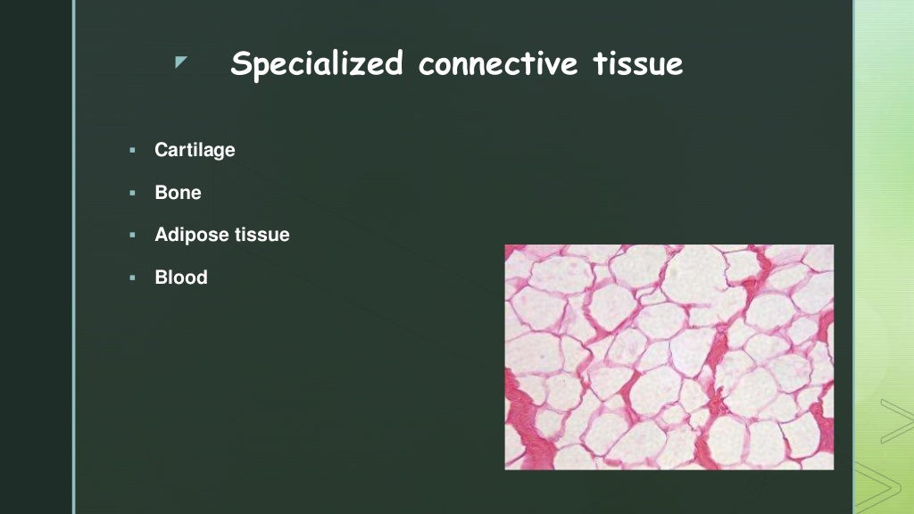 Types and Function of Connective Tissue | PPTX