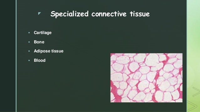 Types and Function of Connective Tissue | PPTX