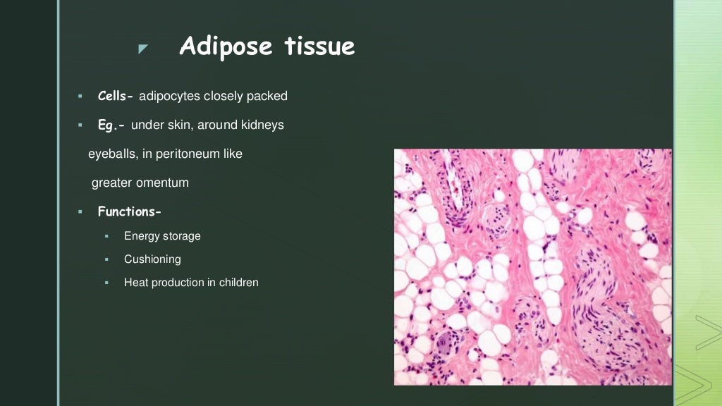 Types and Function of Connective Tissue | PPTX