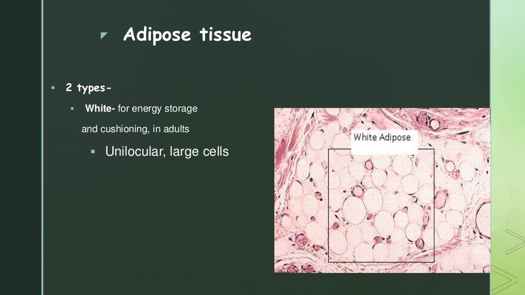 Types and Function of Connective Tissue | PPTX