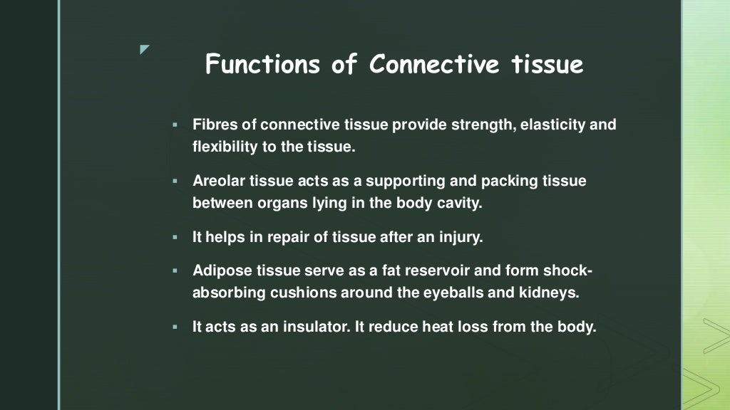 Types and Function of Connective Tissue | PPTX