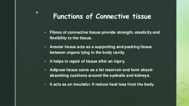 Types and Function of Connective Tissue | PPTX