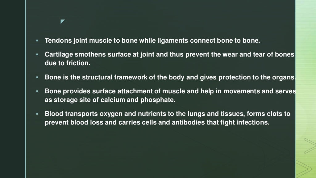 Types and Function of Connective Tissue | PPTX
