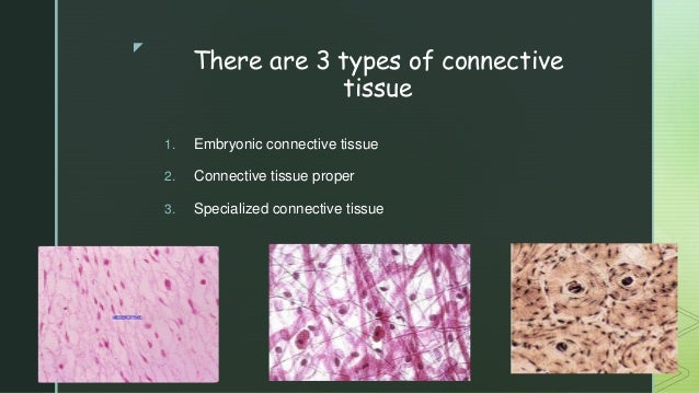 Types and Function of Connective Tissue | PPTX
