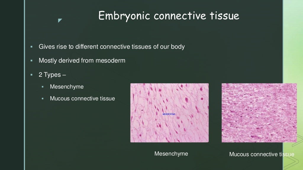 Types and Function of Connective Tissue | PPTX