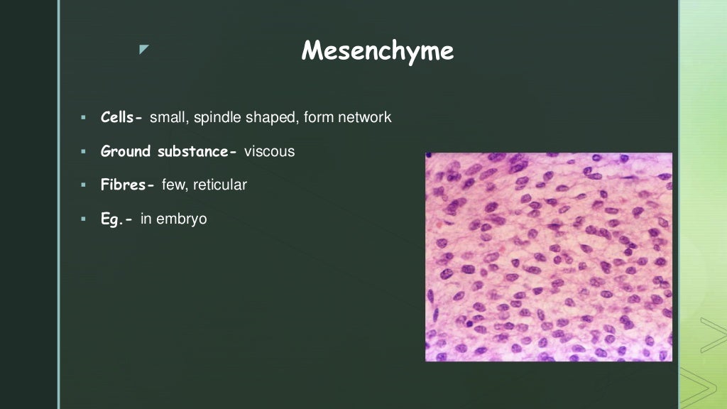Types and Function of Connective Tissue | PPTX