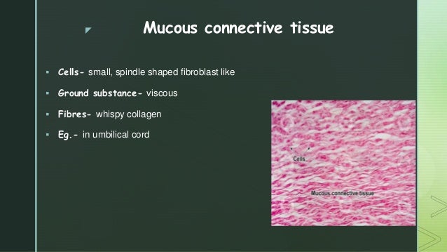 Types and Function of Connective Tissue | PPTX
