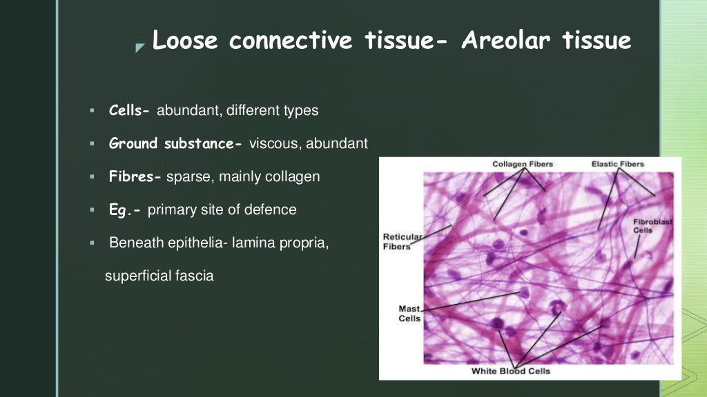 Types and Function of Connective Tissue | PPTX