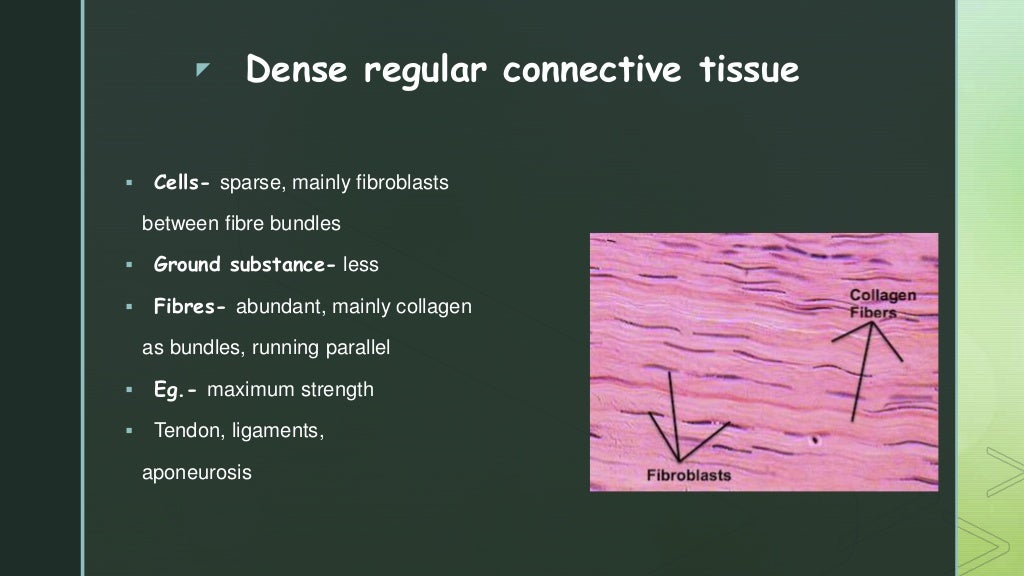 Types and Function of Connective Tissue | PPTX
