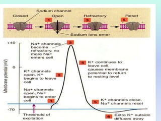 types of action-pot-B.Sc 18 - Copy (2).pptx | Brain and Nervous System ...