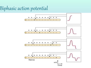 types of action-pot-B.Sc 18 - Copy (2).pptx | Brain and Nervous System ...