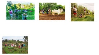 Types of Agritourism and Activities of Agritourism.pptx