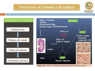 Types of animal cell culture, characterization and preservation | PDF