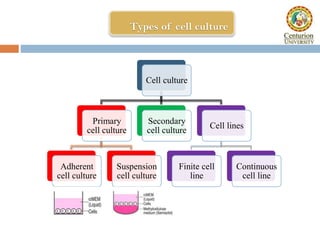 Types of animal cell culture, characterization and preservation | PDF
