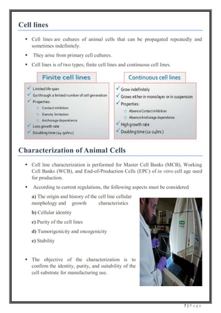 Types of animal cell culture; characterization & Their preservation. | PDF