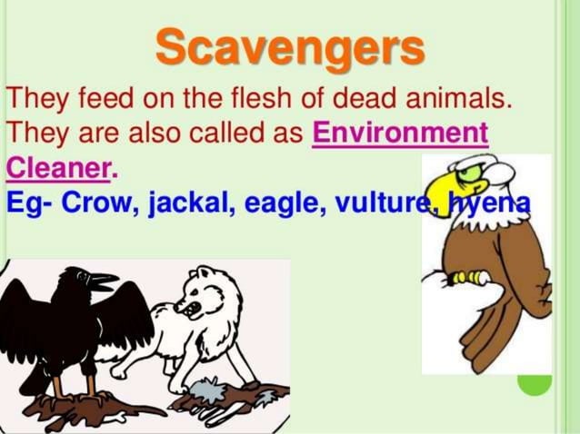 Types of animal ppt | PPTX