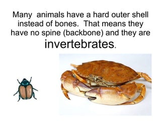 Types of animals | PPT