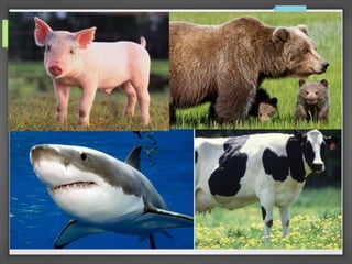 Types of animals | PPTX