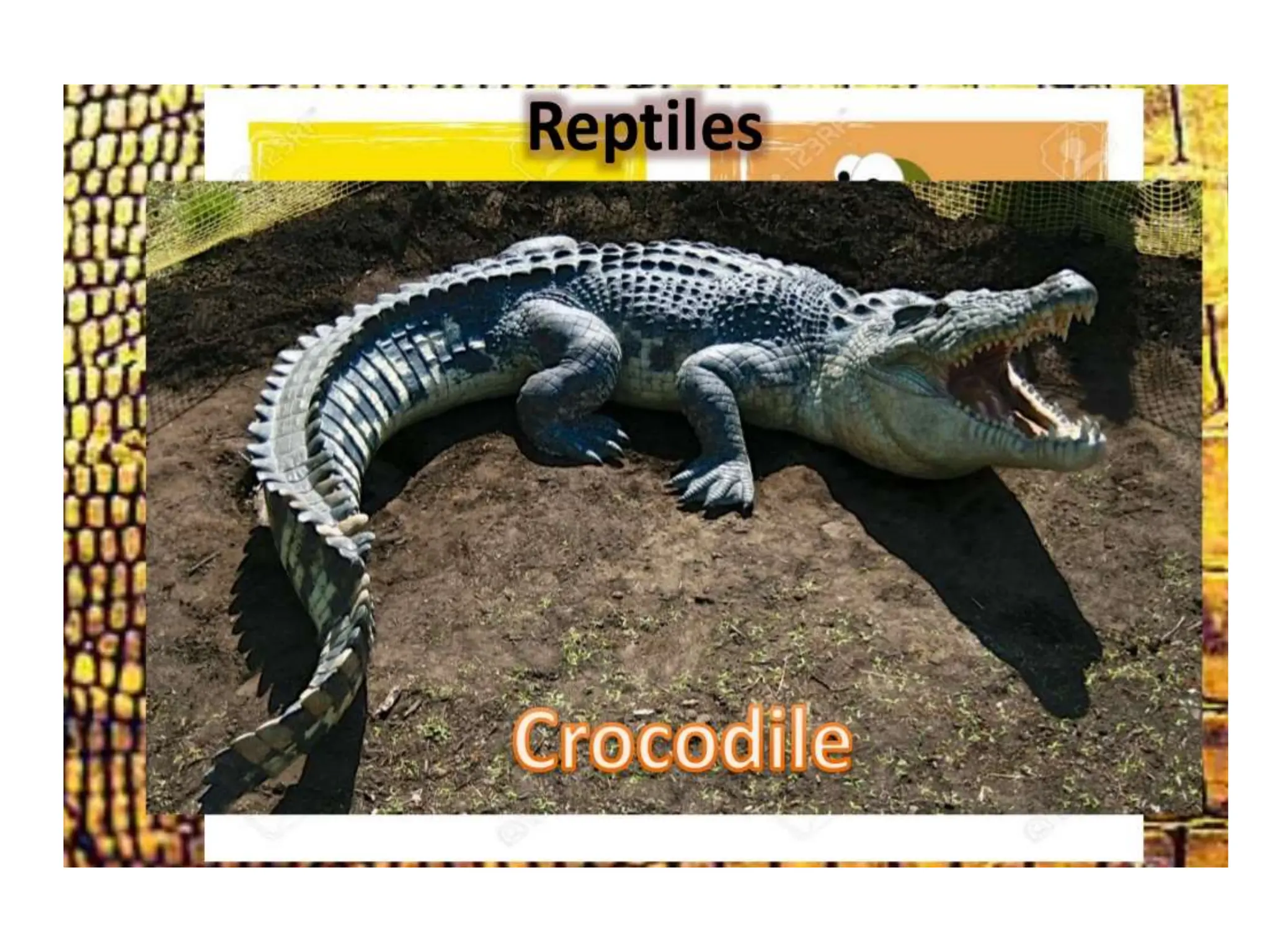 types of animals with features, mammals, amphibians, birds | PPTX ...