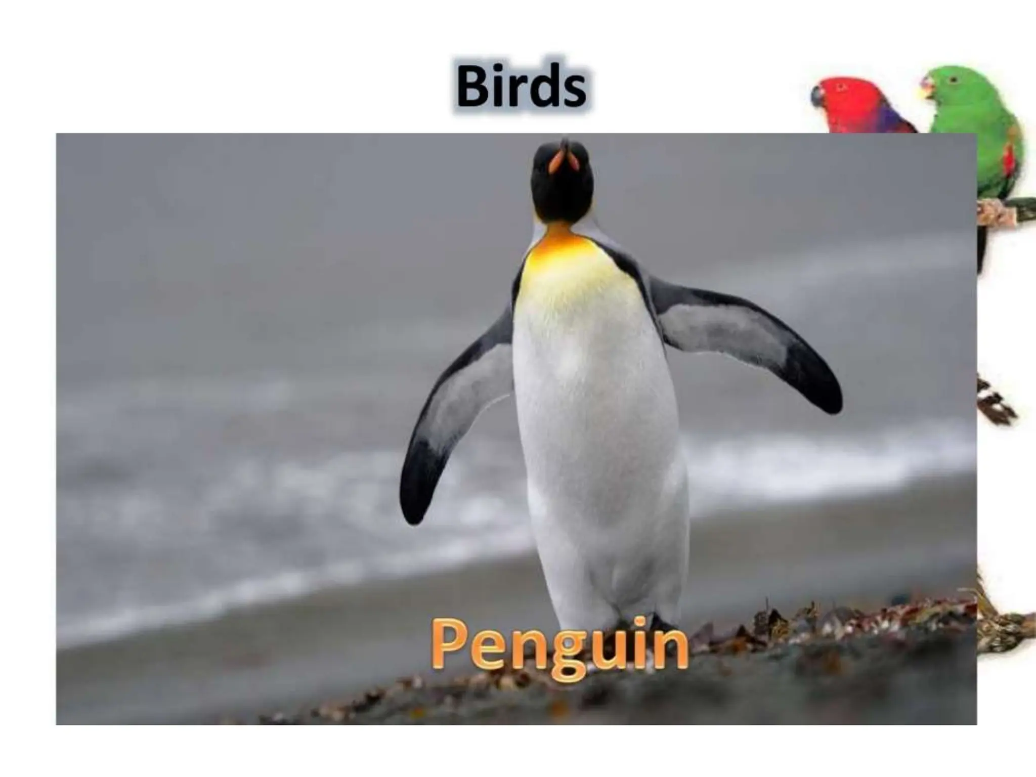 types of animals with features, mammals, amphibians, birds | PPTX