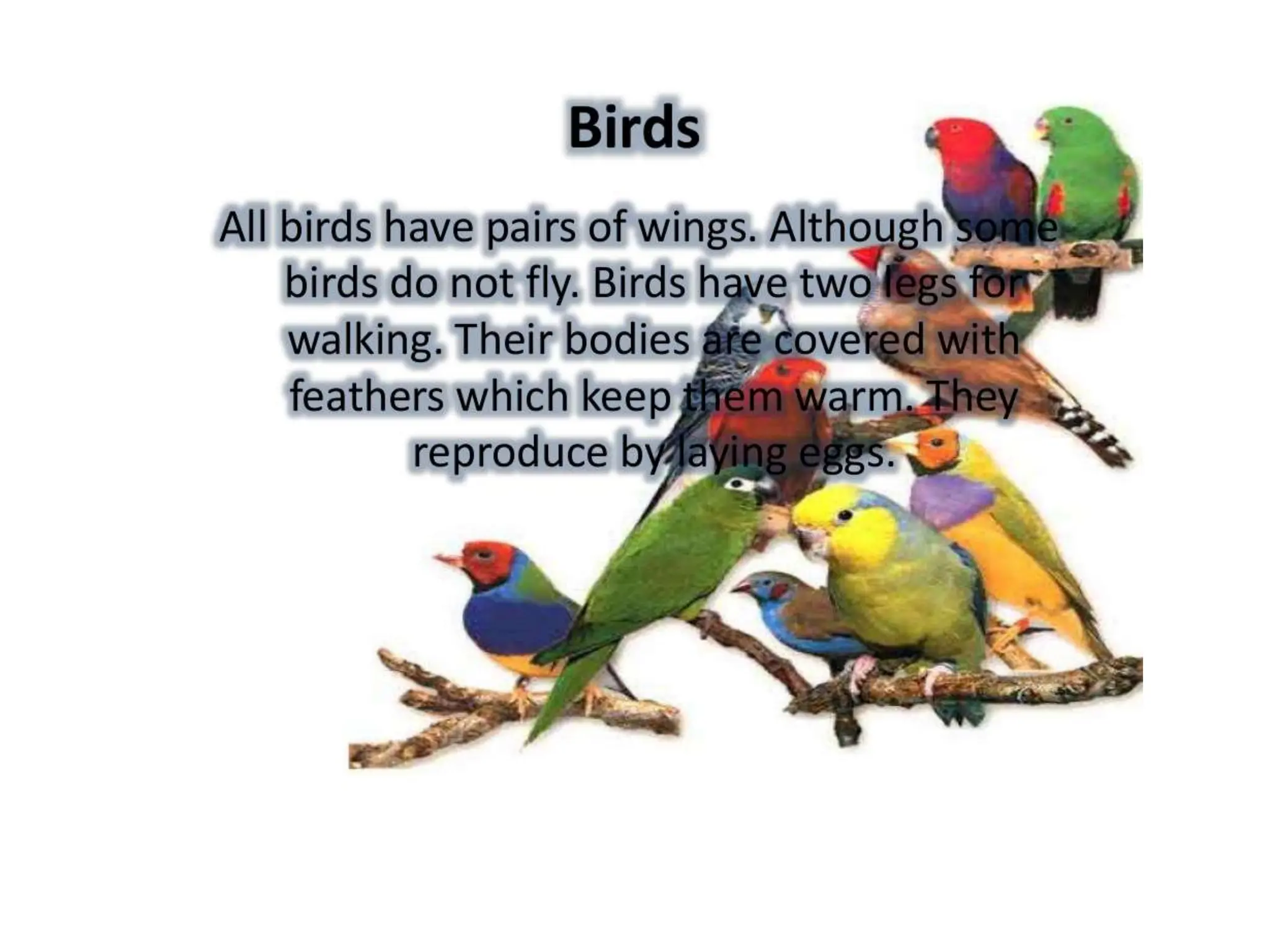 types of animals with features, mammals, amphibians, birds | PPTX ...