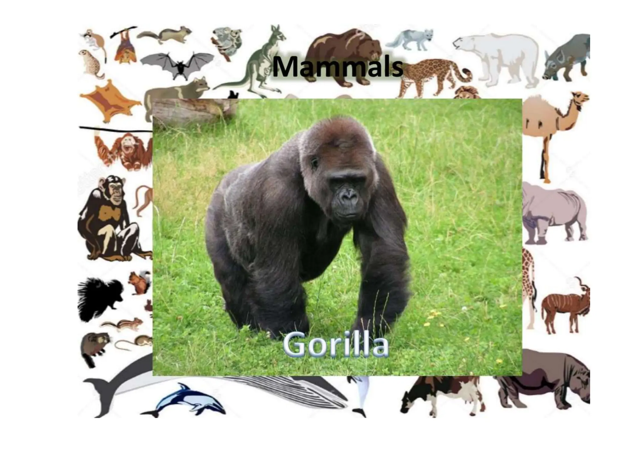 types of animals with features, mammals, amphibians, birds | PPTX ...