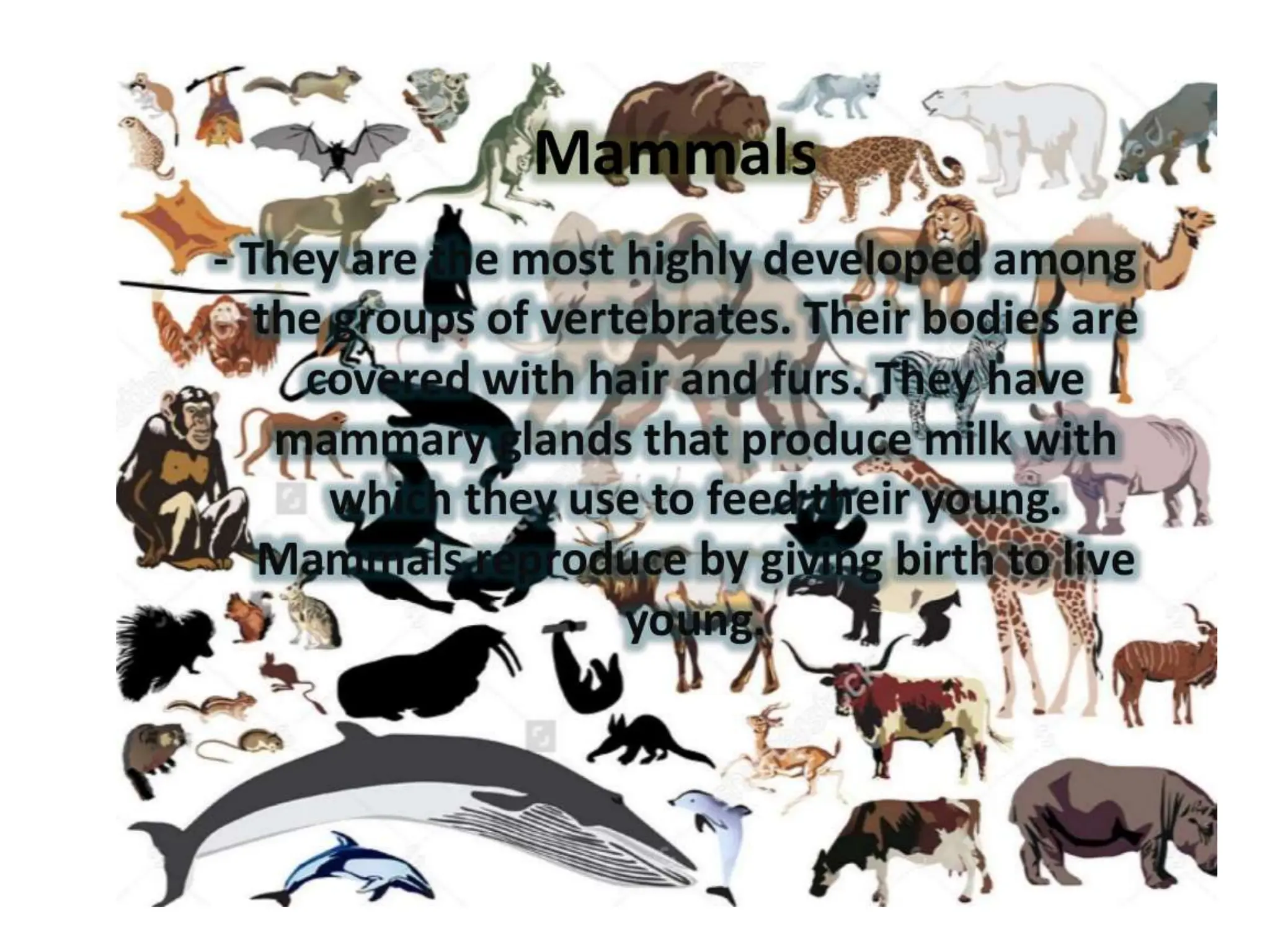types of animals with features, mammals, amphibians, birds | PPTX ...
