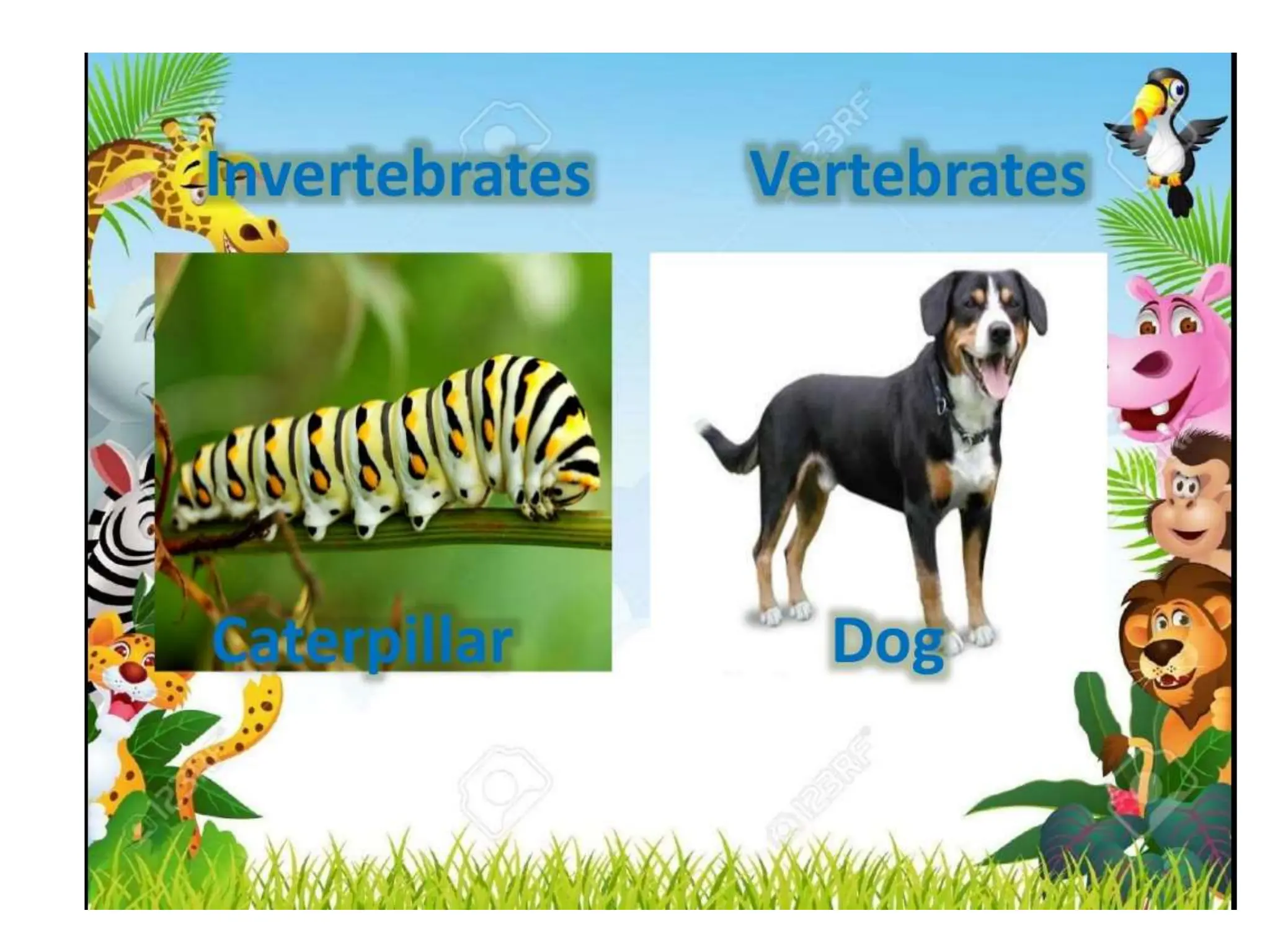 types of animals with features, mammals, amphibians, birds | PPTX ...