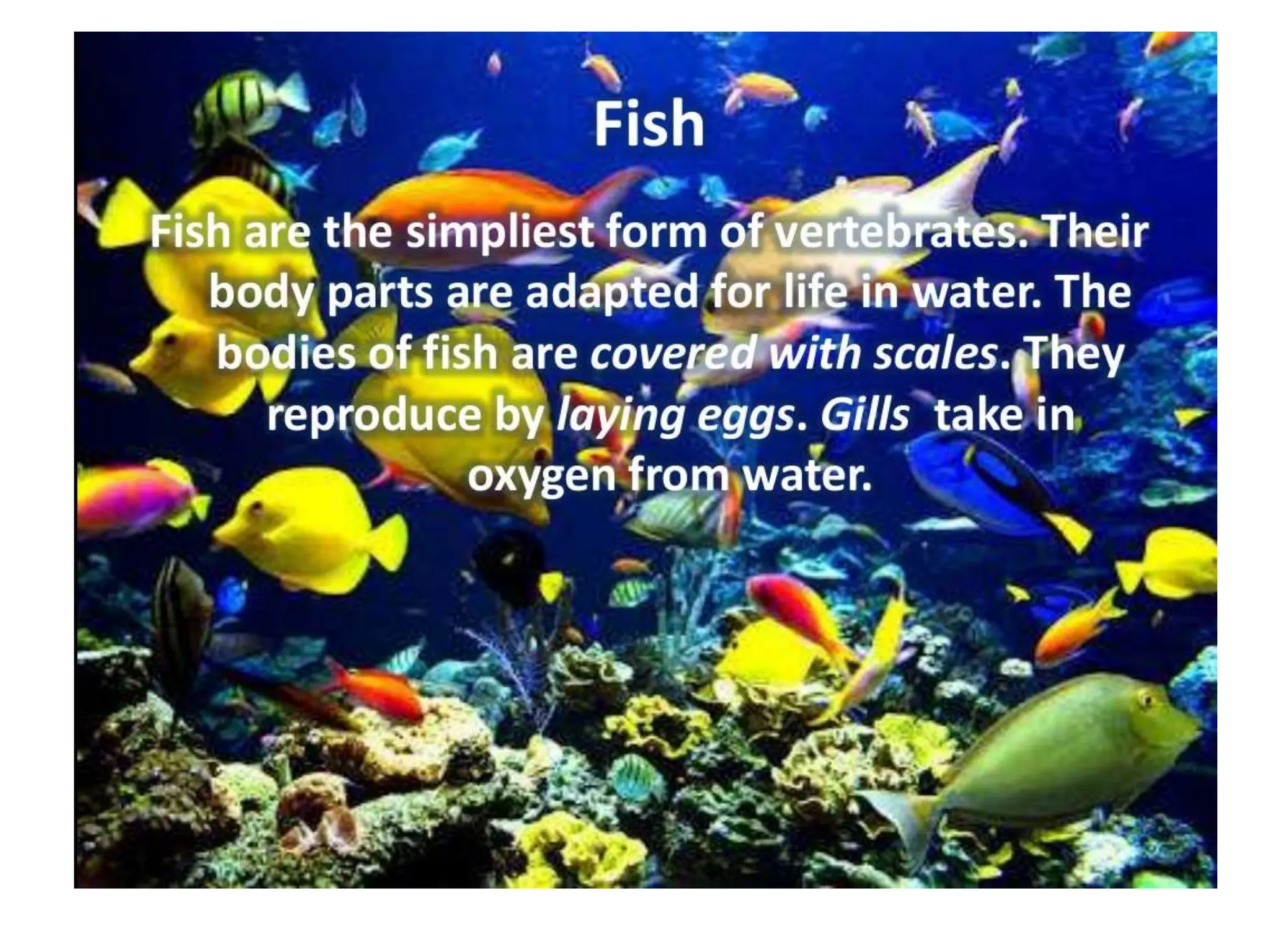 types of animals with features, mammals, amphibians, birds | PPTX ...