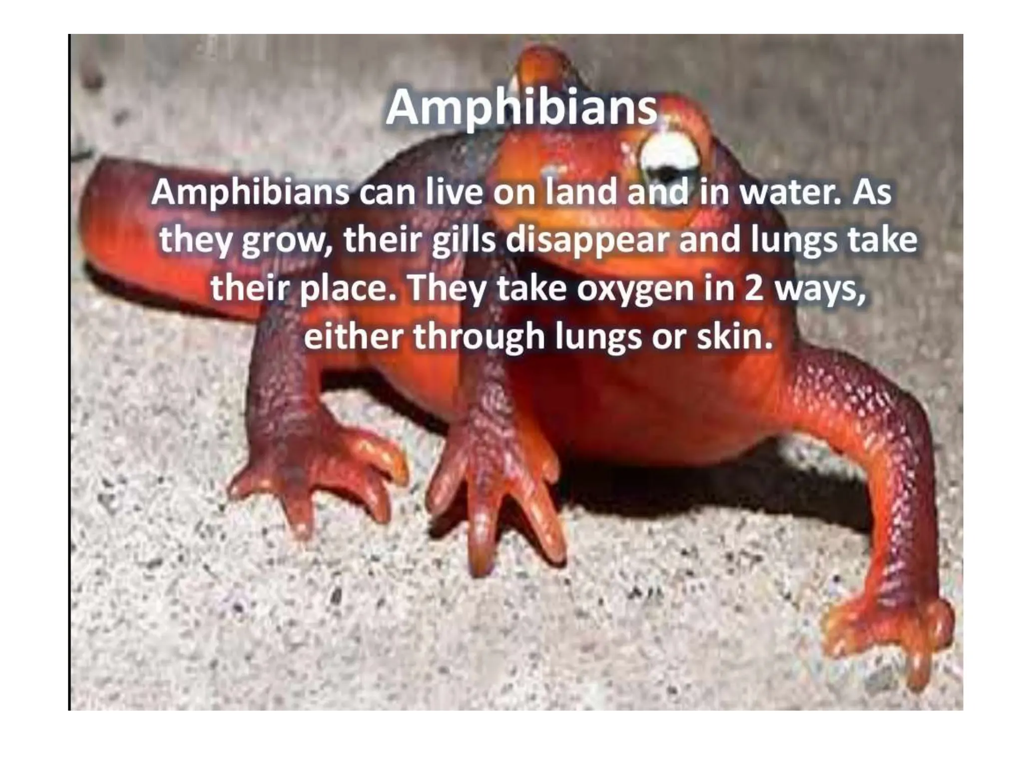 types of animals with features, mammals, amphibians, birds | PPTX ...