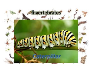 types of animals with features, mammals, amphibians, birds | PPTX