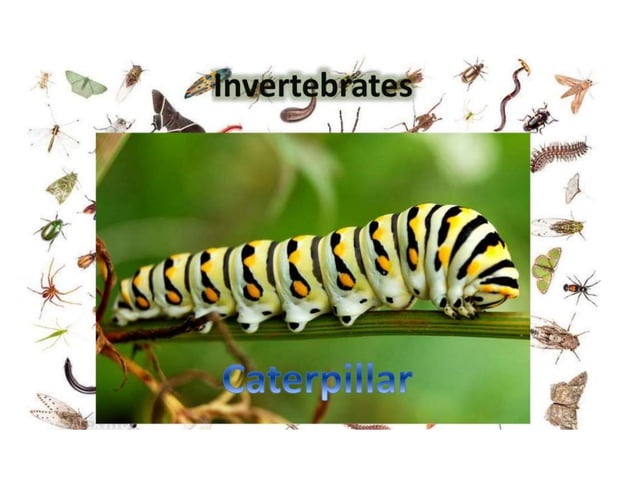 types of animals with features, mammals, amphibians, birds | PPTX ...